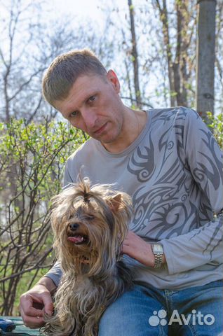 Вязка Йоркширский терьер