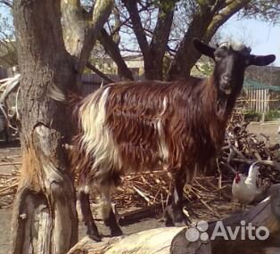 Козлят продам