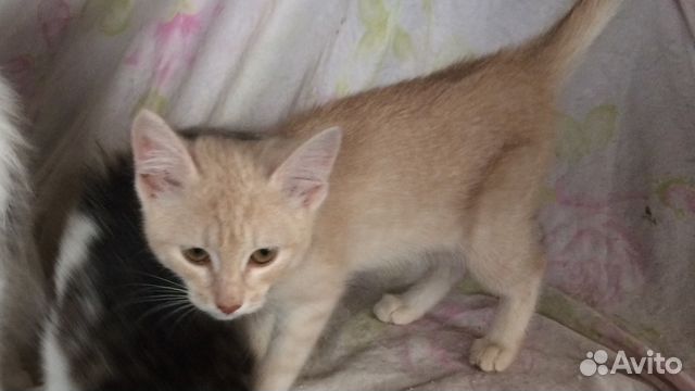 Котятушки- ребятушки