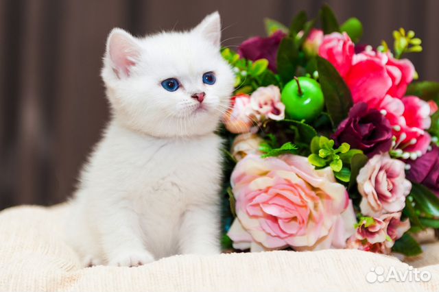 Котик колорная шиншилла