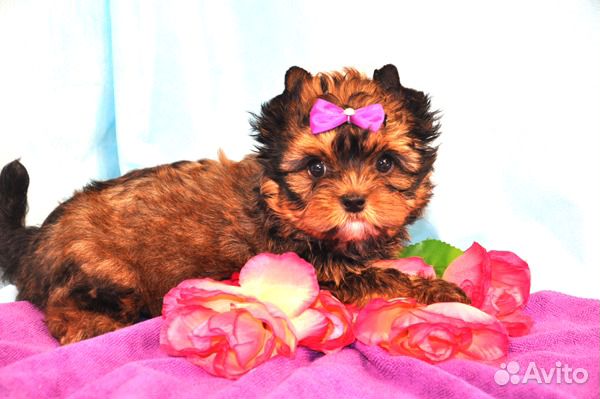 Щенок русская салонная кличка Жорж