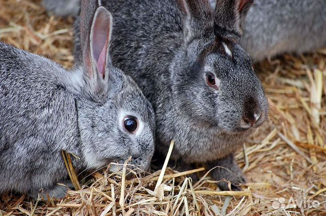 Кролики 3мес, 4мес, 5мес