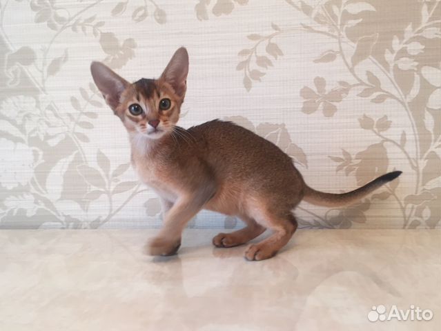 Котик Антей и кошечка Аннета