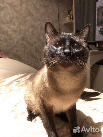 Кот по вызову(вязка)