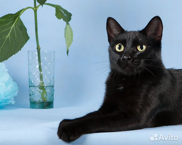 Молодая кошечка Матильда в добрые руки