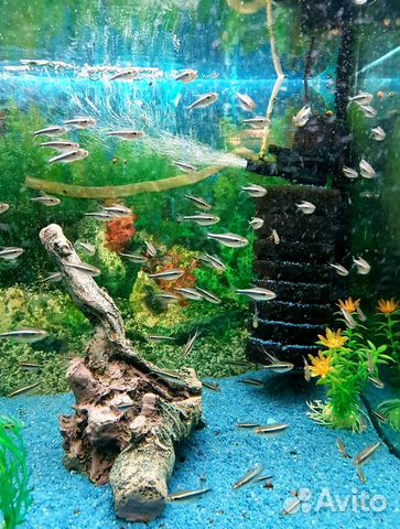 Аквариумная рыбка неон черный