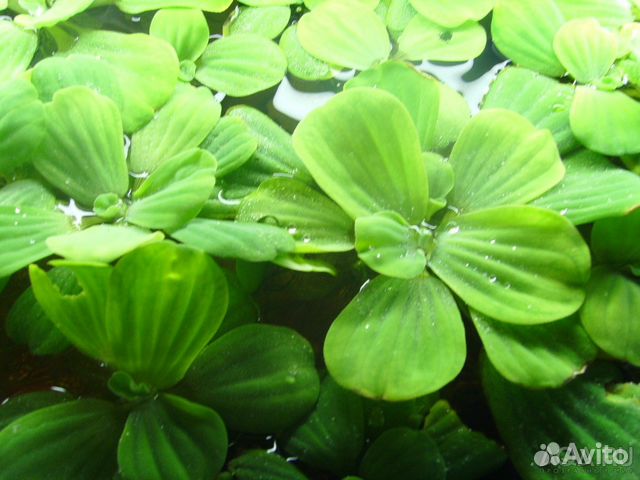 Пистия (растение для аквариума)