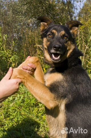 Жук - собака-компаньон ищет дом