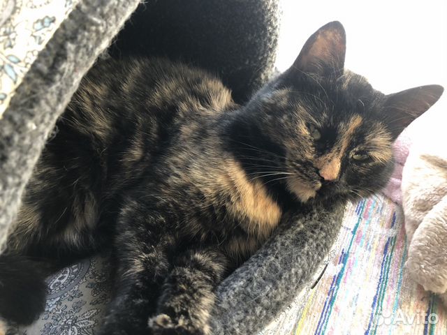 Метис британской