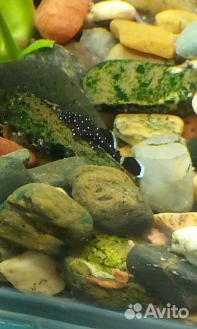 Звездчатый анциструс