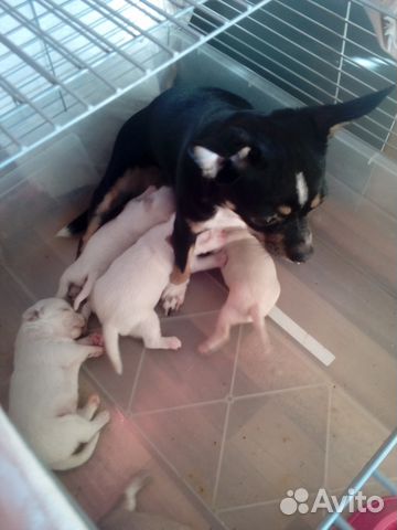 Милашки чихуашки разный окрас