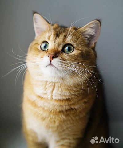 Вязка Шотландский кот
