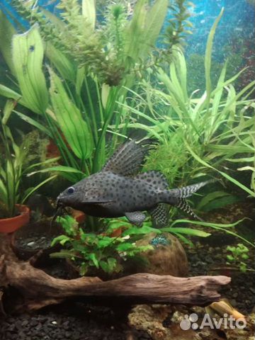 Синодонтис вуалевый