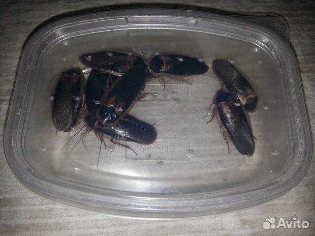 Таракан мраморный,туркменский,аргентинский,сверчок