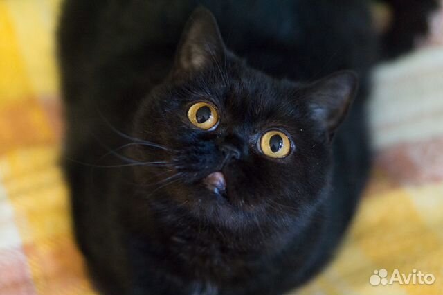 Кошка из приюта