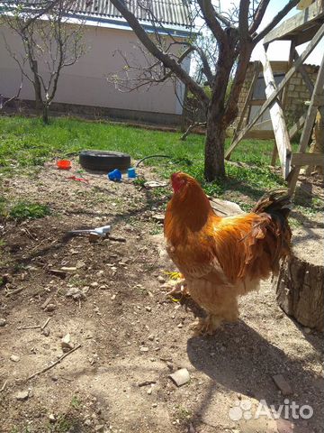 Продам петуха