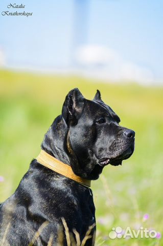 Супер итальянский охранник Барон в дар