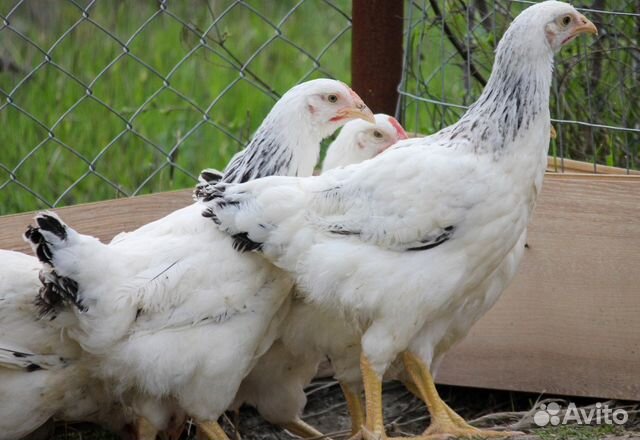 Петушки Адлерской серебристой 6-7 м