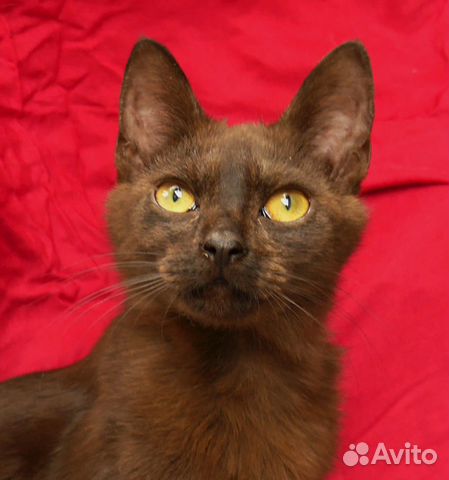 Маленькая пантерка