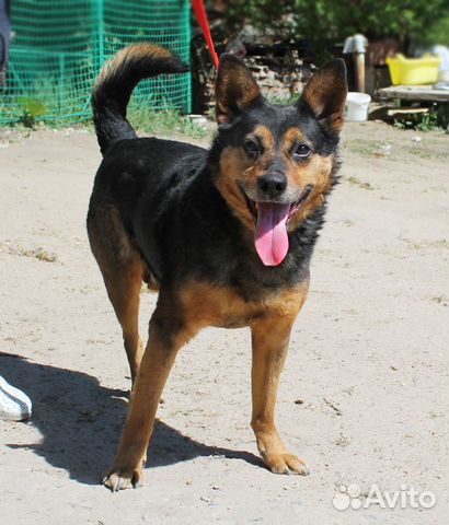 Овчаристый пес Каштан