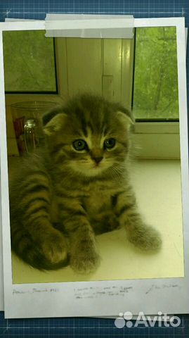 Породистые шотландцы