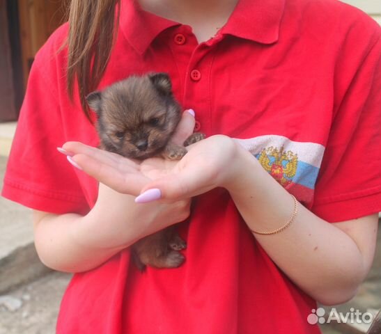 Шпиц микро малыш Мишутка