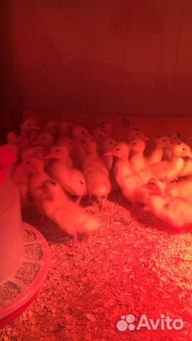 Муларды, гуси