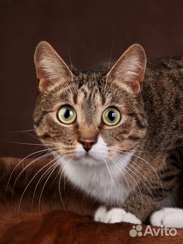 Кошечка Дарси в дар