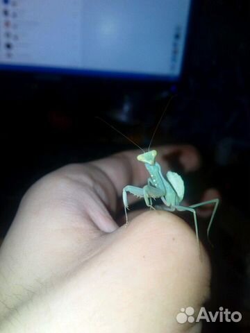 Sphodromantis viridis- Африканский богомол