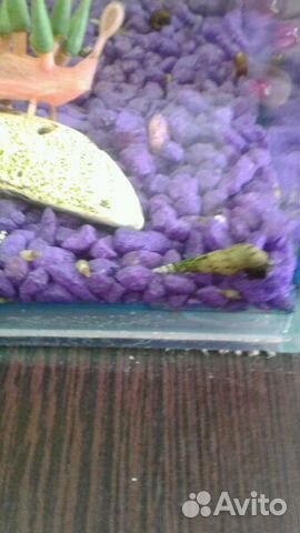 Улитки мелании