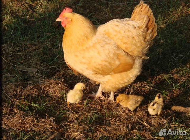 Цыплята домашние от кур несушек