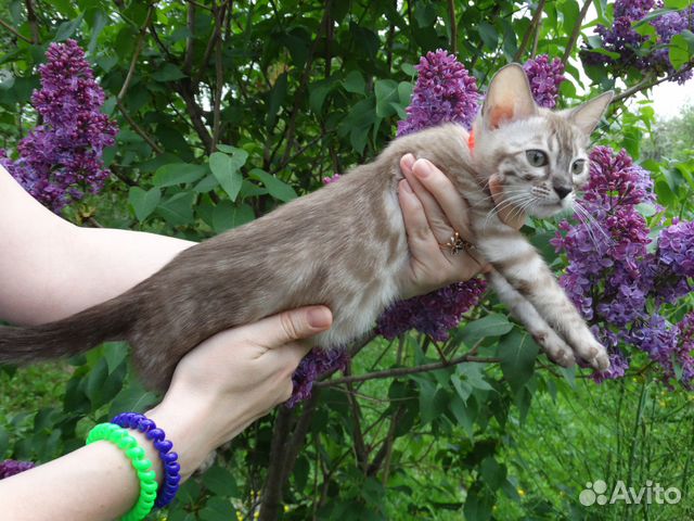 Угольно-серебряная минковая девочка