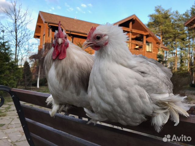 Куры и петушки карликовый кохинхин