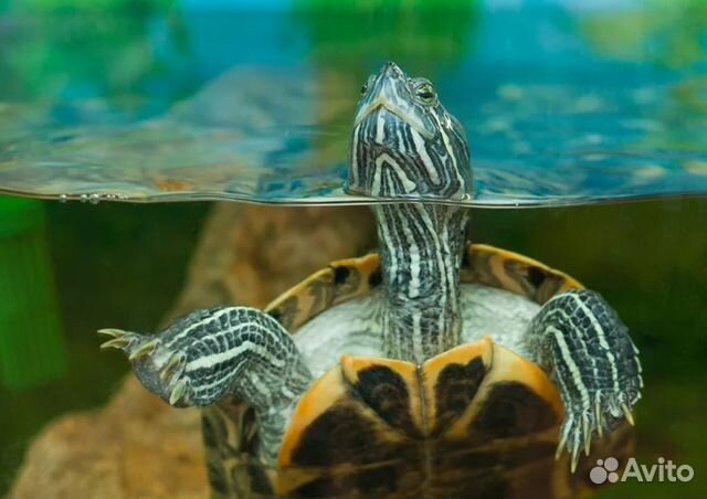 Красноухая черепаха