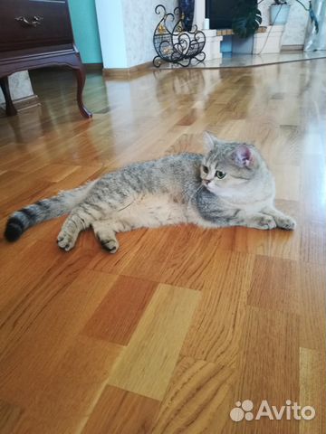Ищу кота для вязки шиншилла