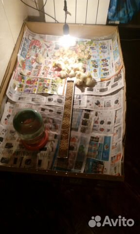 Цыплята бройлера Арбор Айкрес