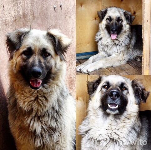 Собака Белла ищет дом