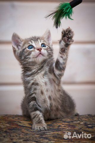 Василек и Душечка - красивые полосатики