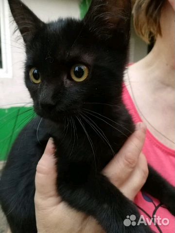 Котенок черный мальчик и девочка 3,5мес