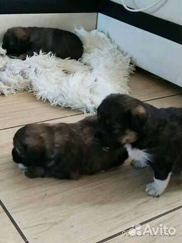 Щенки алабая