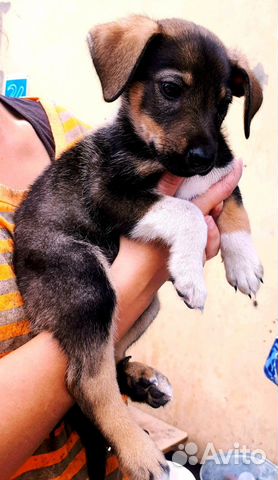 Овчаристый парень