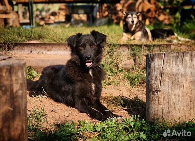 Чёрная красотка