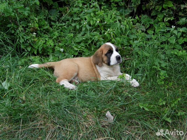 Продажа щенков сенбернара