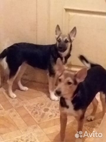 Девочки-красавицы)