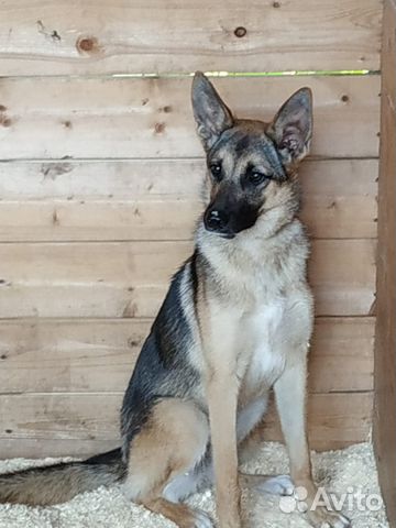 Пристраиваются хорошие собаки