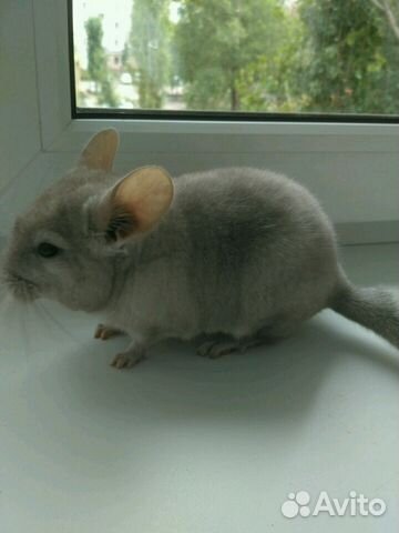 Шиншилла мальчик