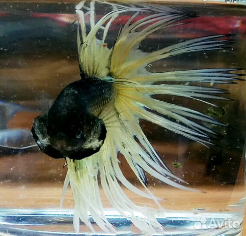 Петушки Супердельта и Корона