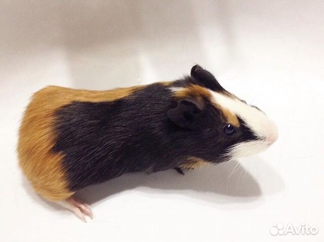 Морская свинка