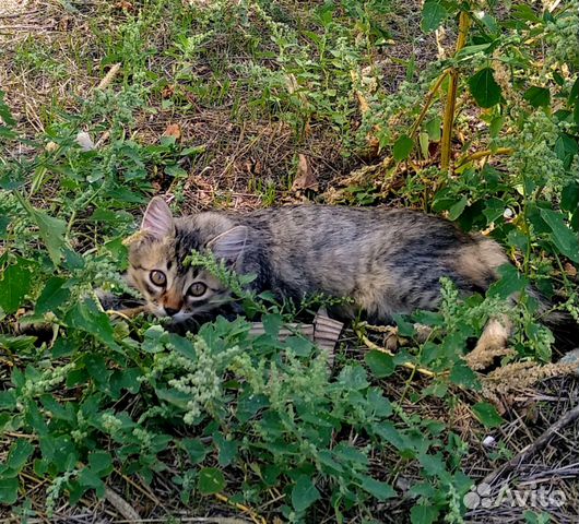 Красивый котеночек