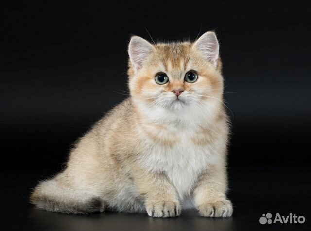 Очаровательные британочки золотистого окраса